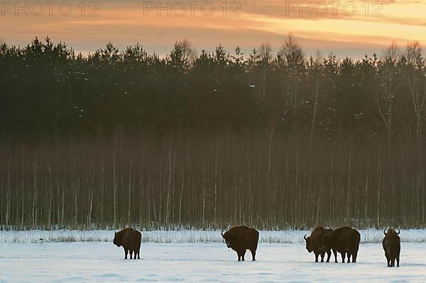 European european bison - Photo12-imageBROKER-Robert Canis