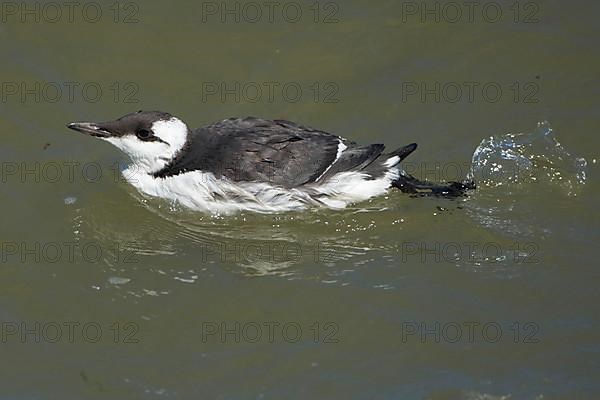 Common Guillemot - Photo12-imageBROKER-Robin Chittenden