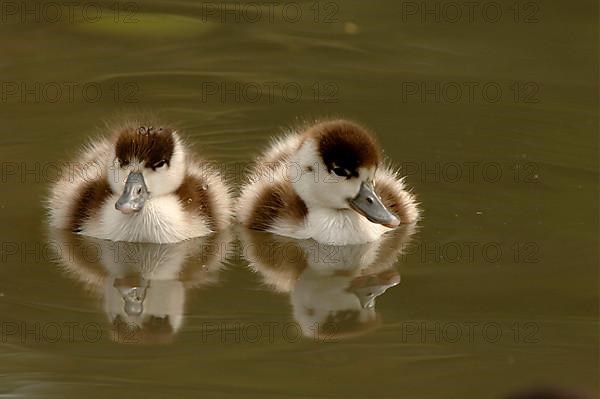 Common Shelduck - Photo12-imageBROKER-Malcolm Schuyl