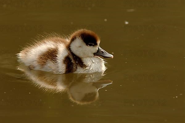 Common Shelduck - Photo12-imageBROKER-Malcolm Schuyl