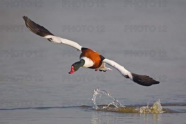 Common Shelduck - Photo12-imageBROKER-Dickie Duckett