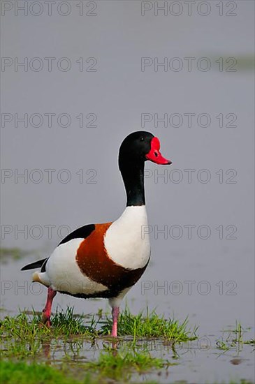 Common shelduck - Photo12-imageBROKER-Fabio Pupin