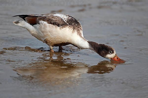 Common Shelduck - Photo12-imageBROKER-Robin Chittenden