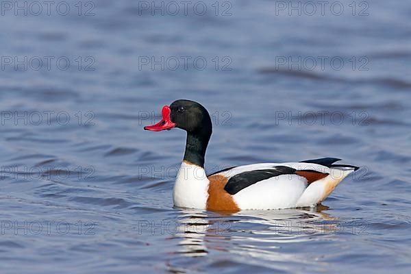 Common Shelduck - Photo12-imageBROKER-Paul Sawer