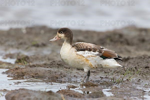 Common Shelduck - Photo12-imageBROKER-Paul Sawer