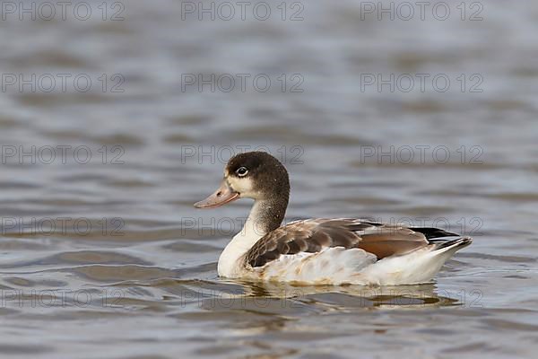 Common Shelduck - Photo12-imageBROKER-Paul Sawer