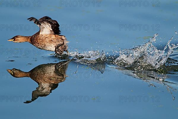Little Grebe - Photo12-imageBROKER-John Watkins