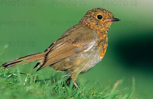 European Robin - Photo12-imageBROKER-Andrew Parkinson