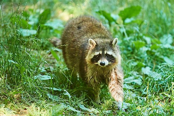 Common raccoon - Photo12-imageBROKER-David & Micha Sheldon