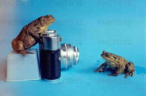 Common toads taking a photo - Photo12-imageBROKER-Erich Geduldig