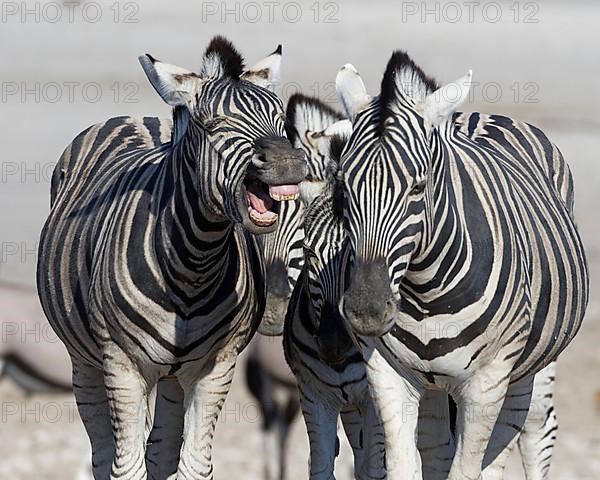 Burchells zebras - Photo12-imageBROKER-Jean-Francois Ducasse