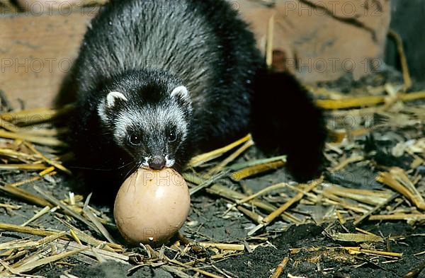 European polecats - Photo12-imageBROKER-Arterra-Johan De Meester