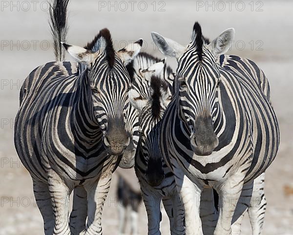 Burchells zebras - Photo12-imageBROKER-Jean-Francois Ducasse