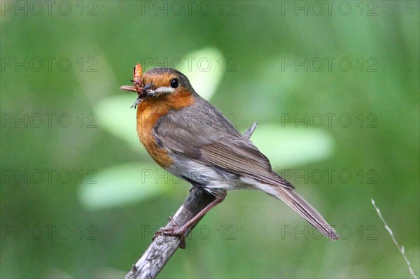 Robin with prey - Photo12-imageBROKER-M. Ruettiger
