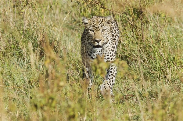 Adult african leopard - Photo12-imageBROKER-Kevin Elsby