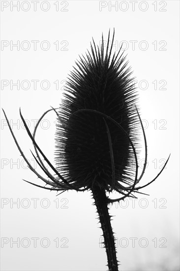 Common wild teasel - Photo12-imageBROKER-Richard Becker