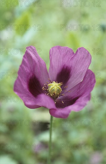 Sleep poppy - Photo12-imageBROKER-P. Mullen
