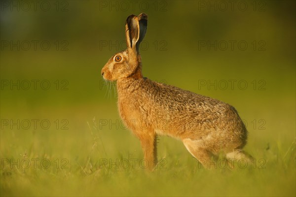 European Hare - Photo12-imageBROKER-Jamie Hall