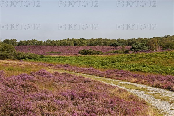 View over Westleton Heath - Photo12-imageBROKER-David Hosking