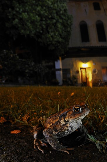 Common toad - Photo12-imageBROKER-Fabio Pupin
