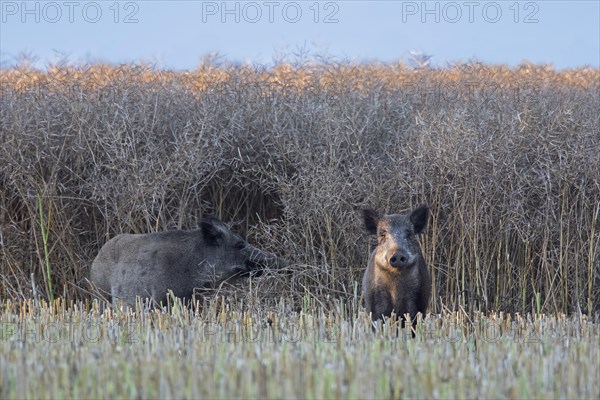Two wild boars - Photo12-imageBROKER-Arterra-Sven-Erik Arndt