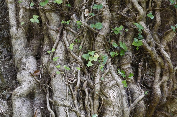 Common ivy - Photo12-imageBROKER-Richard Becker