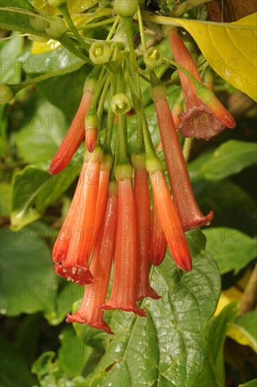 Violet bush - Photo12-imageBROKER-P. Mullen