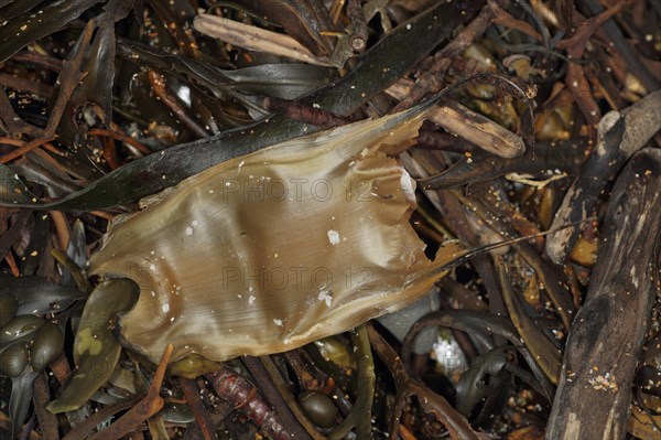 Small-eyed Ray - Photo12-imageBROKER-Steve Trewhella