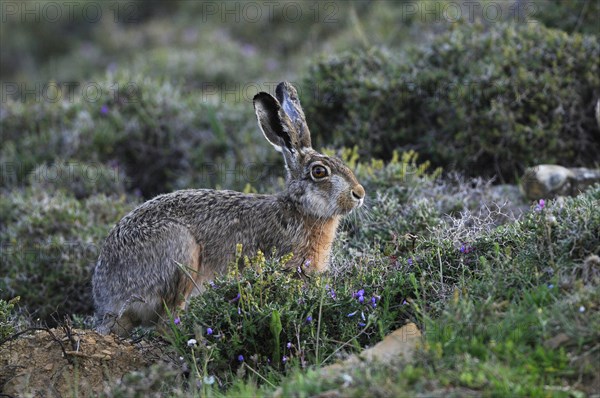 European hare - Photo12-imageBROKER-Richard Brooks