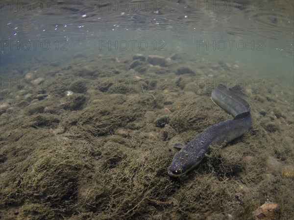 European Eel - Photo12-imageBROKER-Jack Perks