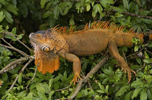 Green iguana - Photo12-imageBROKER-S. Dummermuth