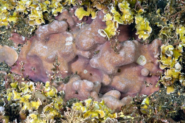 Red crustose algae - Photo12-imageBROKER-Steve Trewhella