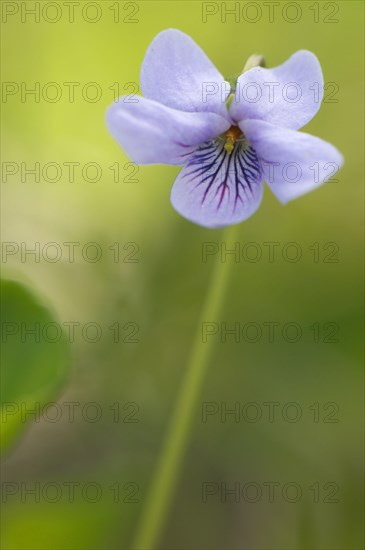 Marsh Violet - Photo12-imageBROKER-Emanuele Biggi