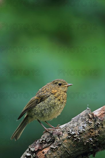 European european robin - Photo12-imageBROKER-Robin Chittenden