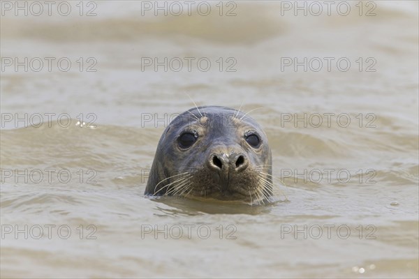 Grey Seal - Photo12-imageBROKER-Paul Sawer