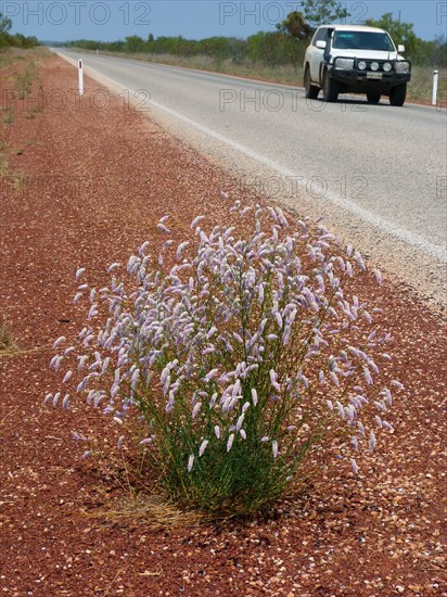 Flowering Horse Mulla Mulla - Photo12-imageBROKER-Gianpiero Ferrari