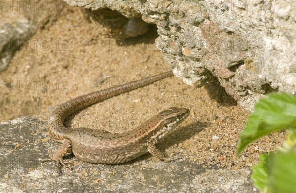 Common wall lizard - Photo12-imageBROKER-Derek Middleton
