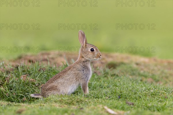 European Rabbit - Photo12-imageBROKER-Paul Sawer