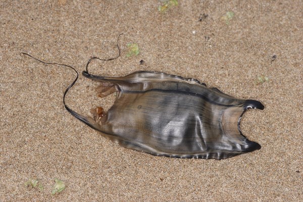 Small-eyed Ray - Photo12-imageBROKER-Steve Trewhella