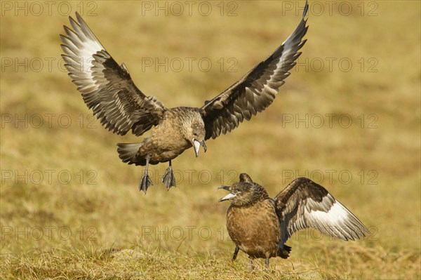 Great Skua - Photo12-imageBROKER-Bill Coster