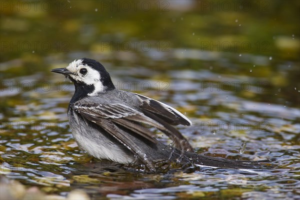 White wagtail - Photo12-imageBROKER-Arterra-Sven-Erik Arndt