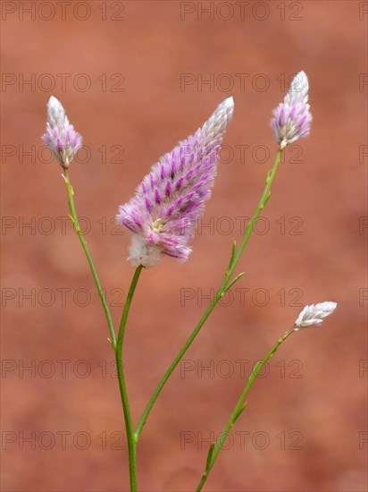 Horse Mulla Mulla - Photo12-imageBROKER-Gianpiero Ferrari