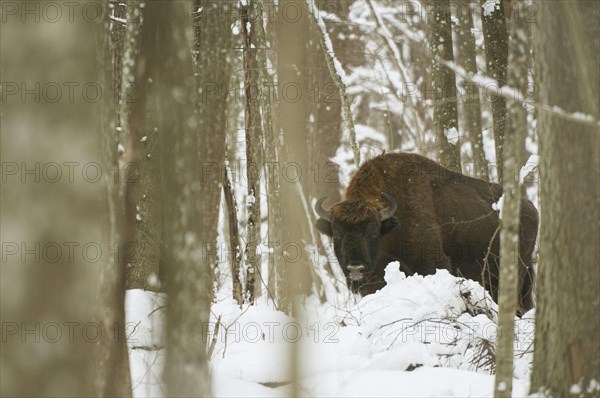 European bison - Photo12-imageBROKER-Robert Canis