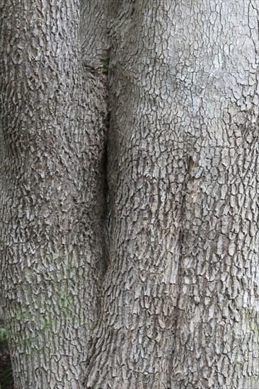 Forest Elder - Photo12-imageBROKER-Krystyna Szulecka