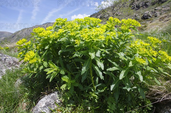 Flowering Irish spurge - Photo12-imageBROKER-Richard Becker
