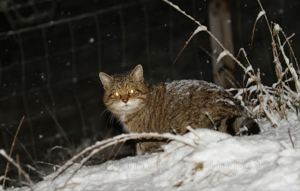 European Wild Cat - Photo12-imageBROKER-Desmond Dugan