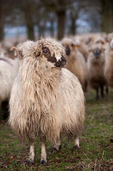 Domestic sheep - Photo12-imageBROKER-Wayne Hutchinson