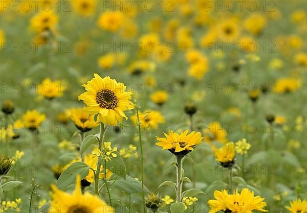 Field with small-flowered sunflowers - Photo12-imageBROKER-Richard Dorn