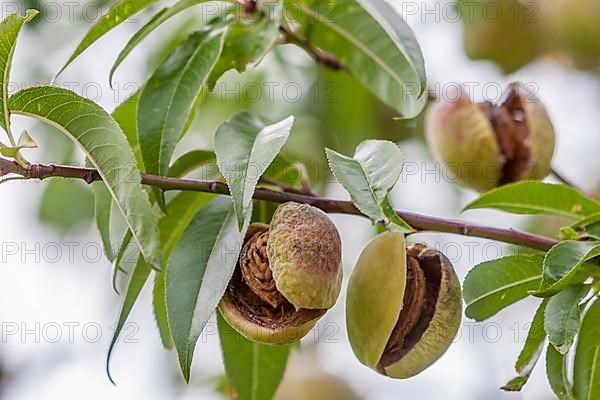 Ripe almonds on an almond tree - Photo12-imageBROKER-AnnaReinert