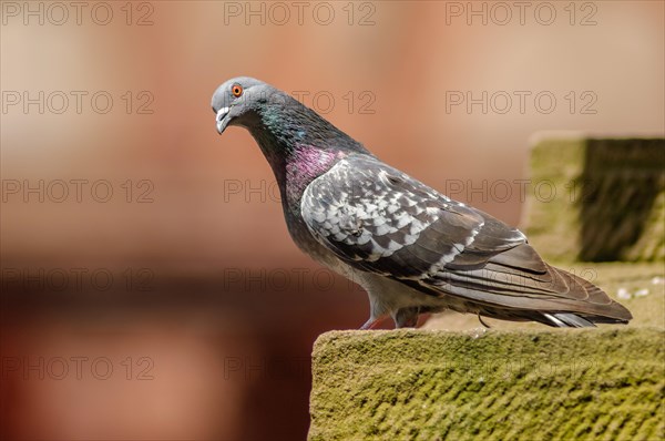Rock Dove - Photo12-imageBROKER-ncphoto